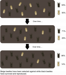 2.11 Mechanisms of Evolution: Natural Selection – The Evolution and ...