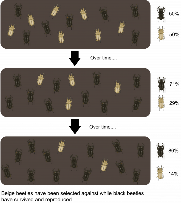 2.11 Mechanisms of Evolution: Natural Selection – The Evolution and ...