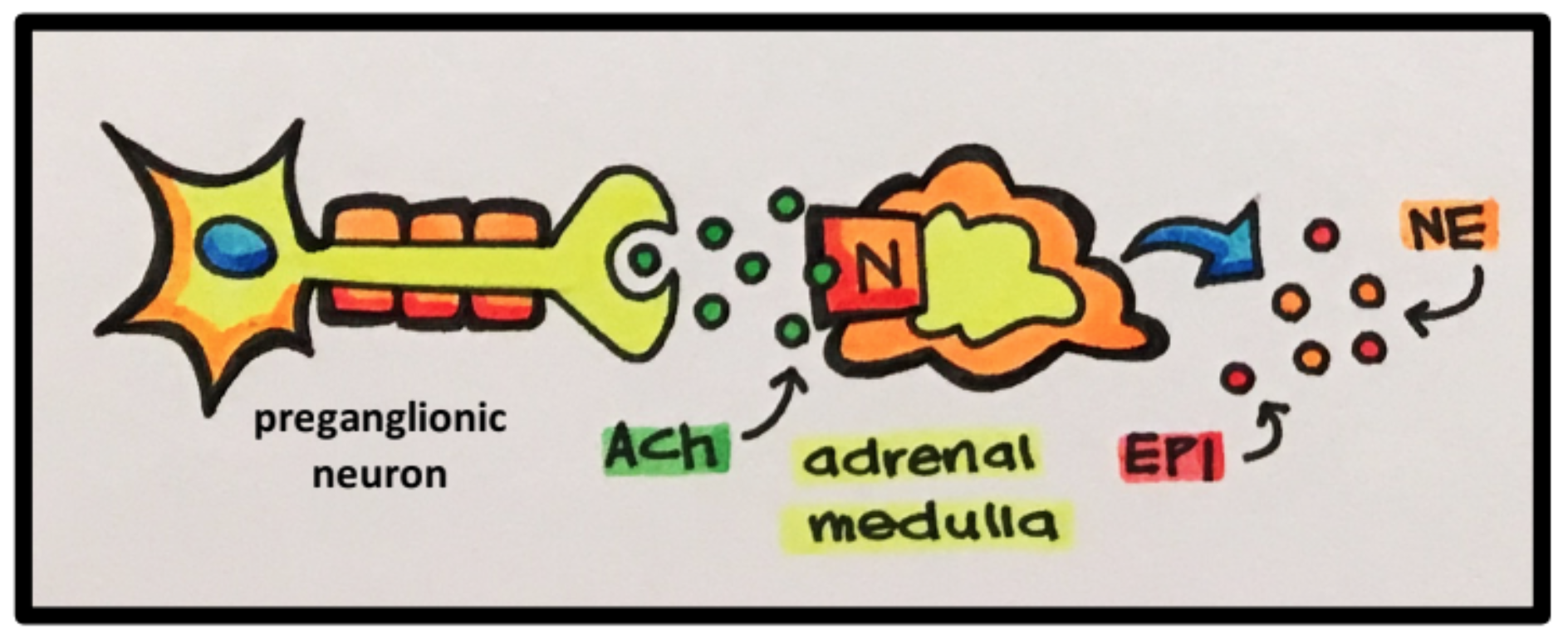 18 Agents And Actions Of The Autonomic Nervous System Principles Of