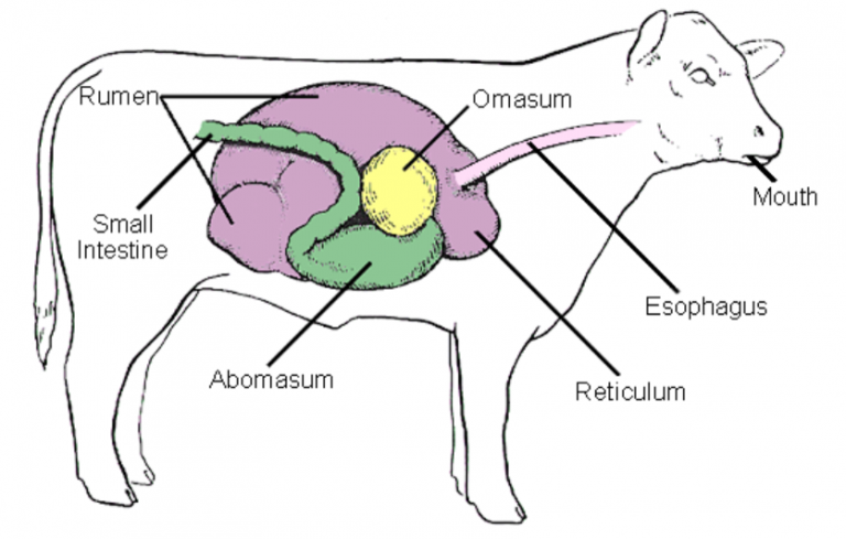 Digestion-related anatomy – Vet Med: Applied GI Physiology ...