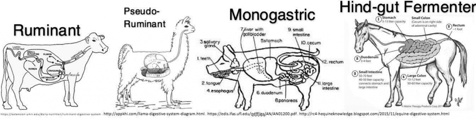 Digestion-related anatomy – Vet Med: Applied GI Physiology ...
