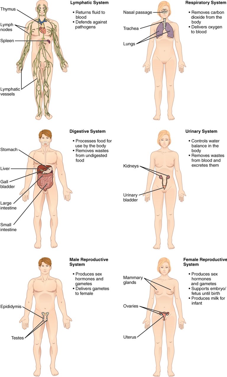 1 1 Structural Organization Of The Human Body Human Biology