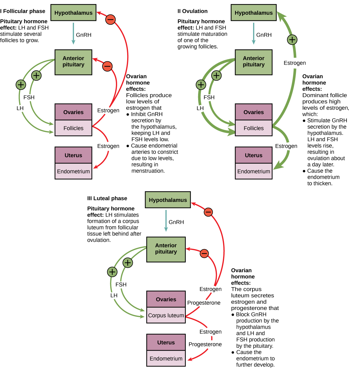 5.4 Hormonal Control of Human Reproduction – Human Biology