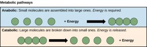 4.5 Energy and Metabolism – Human Biology