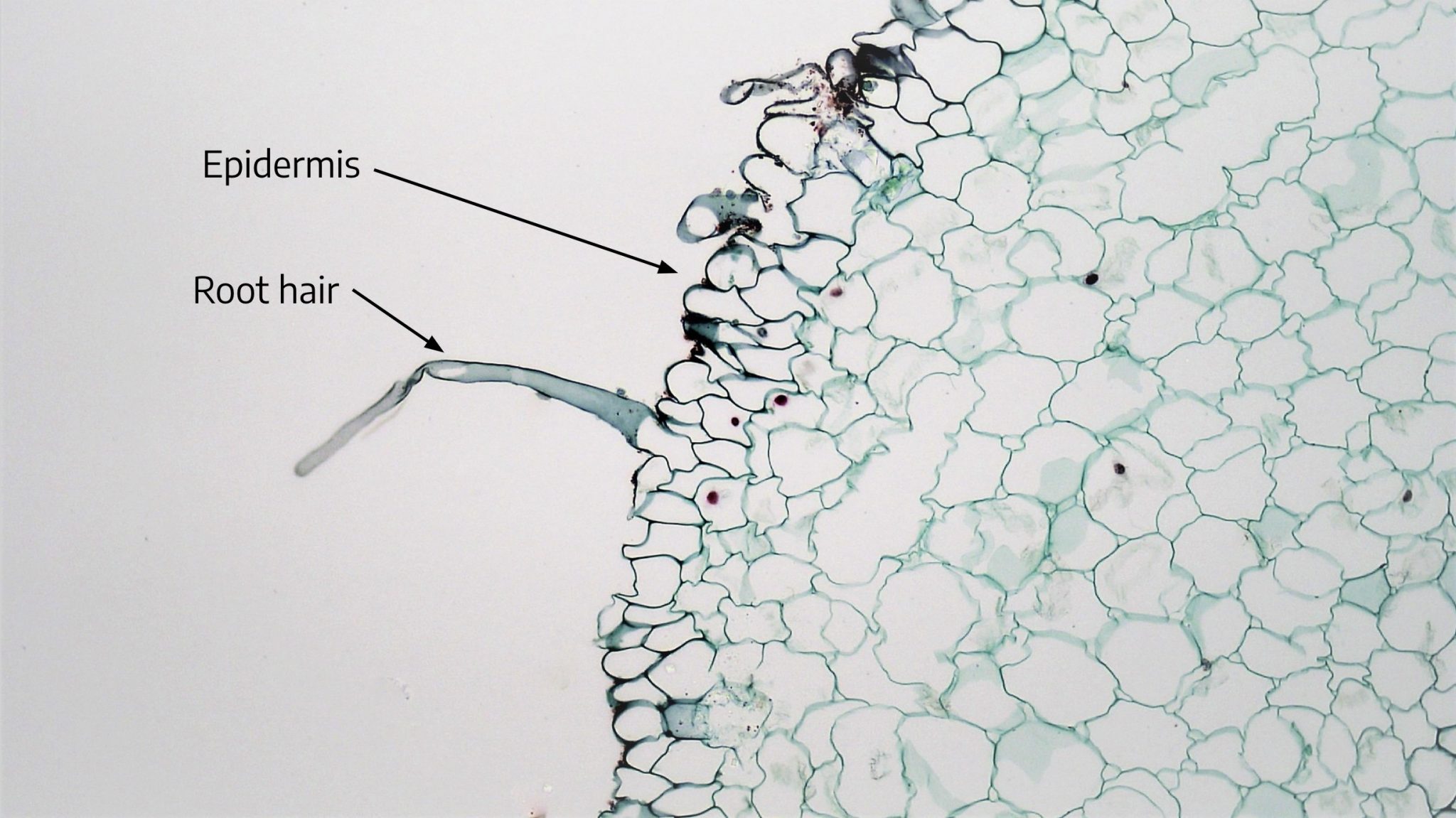 6.1 Plant Cells and Tissues – The Science of Plants