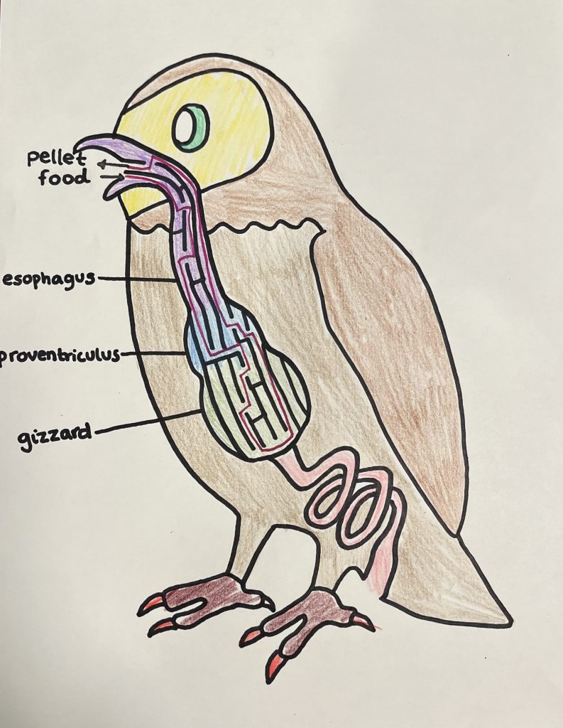 Owl pellets: They’re Regurgitastic!- Instructor guide – Lesson plans ...