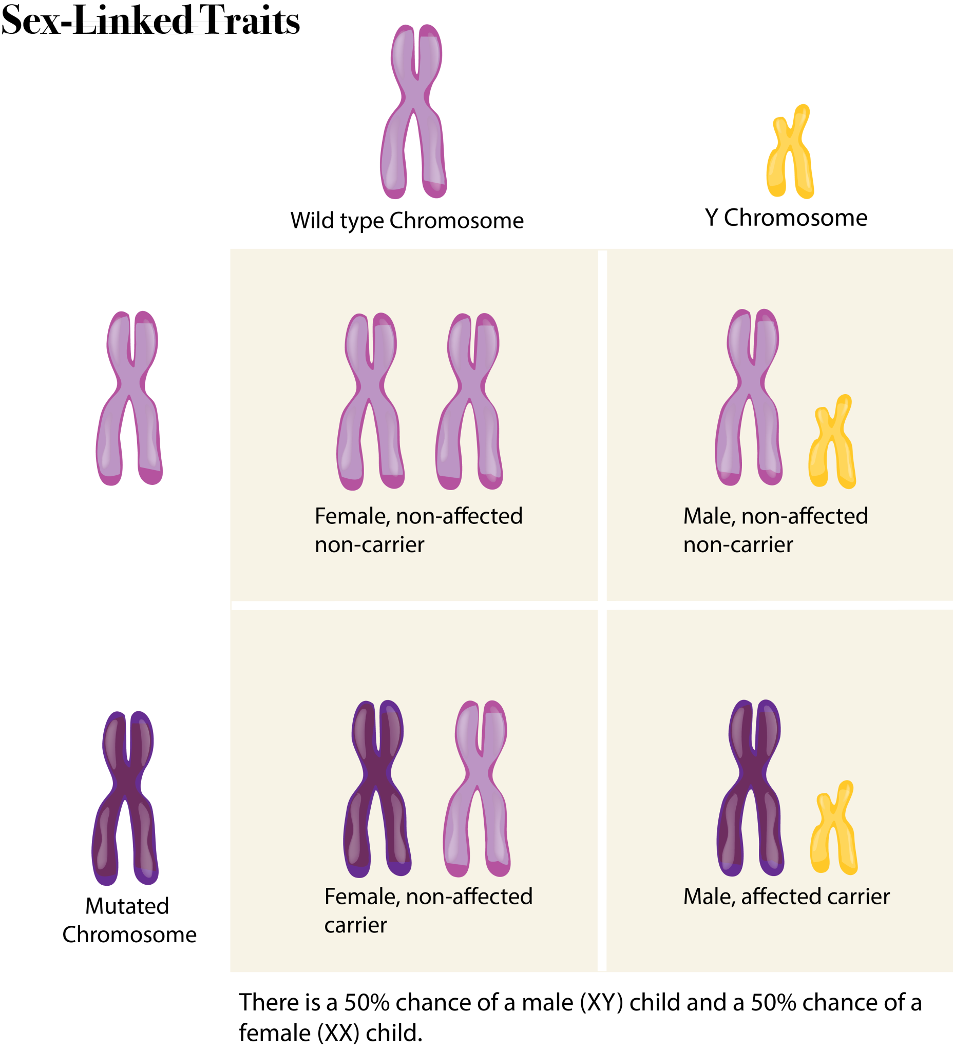 612 Sex Chromosomes Introduction To The Evolution And Biology Of Sex