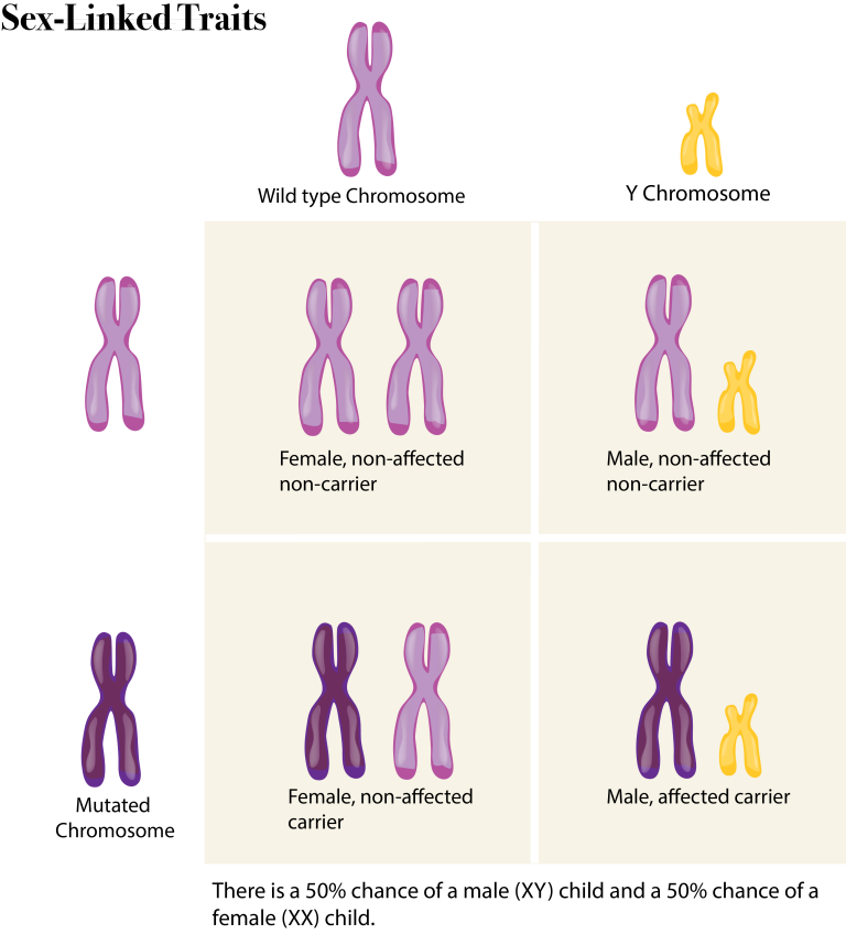 6 12 Sex Chromosomes Introduction To The Evolution And Biology Of Sex